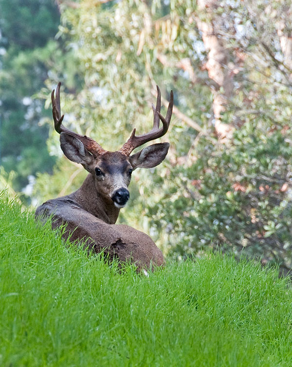 Getty Voices: A Young Buck on a November Morning | Getty Iris