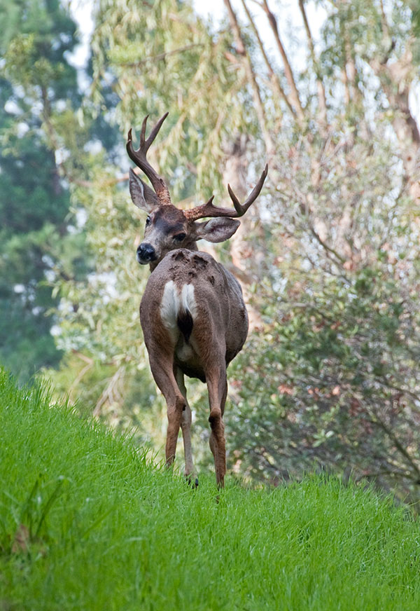 Getty Voices: A Young Buck on a November Morning | Getty Iris