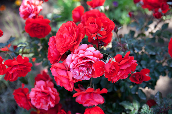 Sniff Your Way through the Getty Gardens | Getty Iris