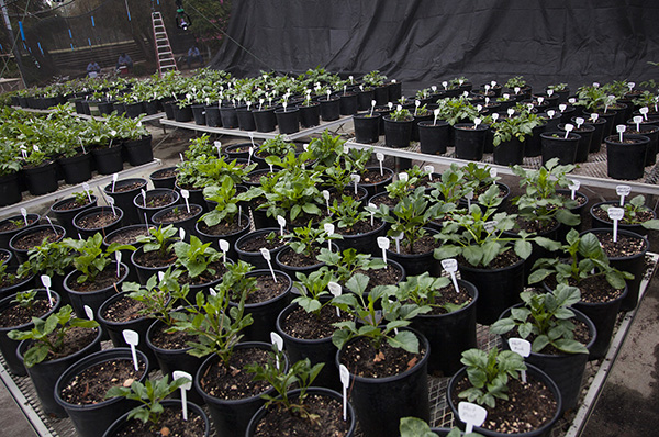 Summer in the Getty Garden | Getty Iris