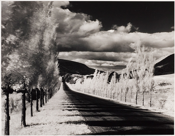 Transformed by Minor White | Getty Iris