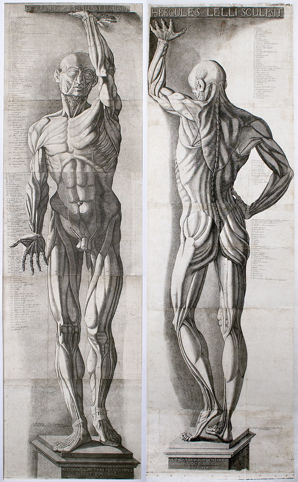 Anatomy in Wax, Wood, and Ink | Getty Iris