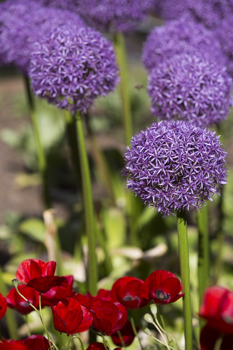 The Inside Scoop on the Getty’s Spring Garden | Getty Iris