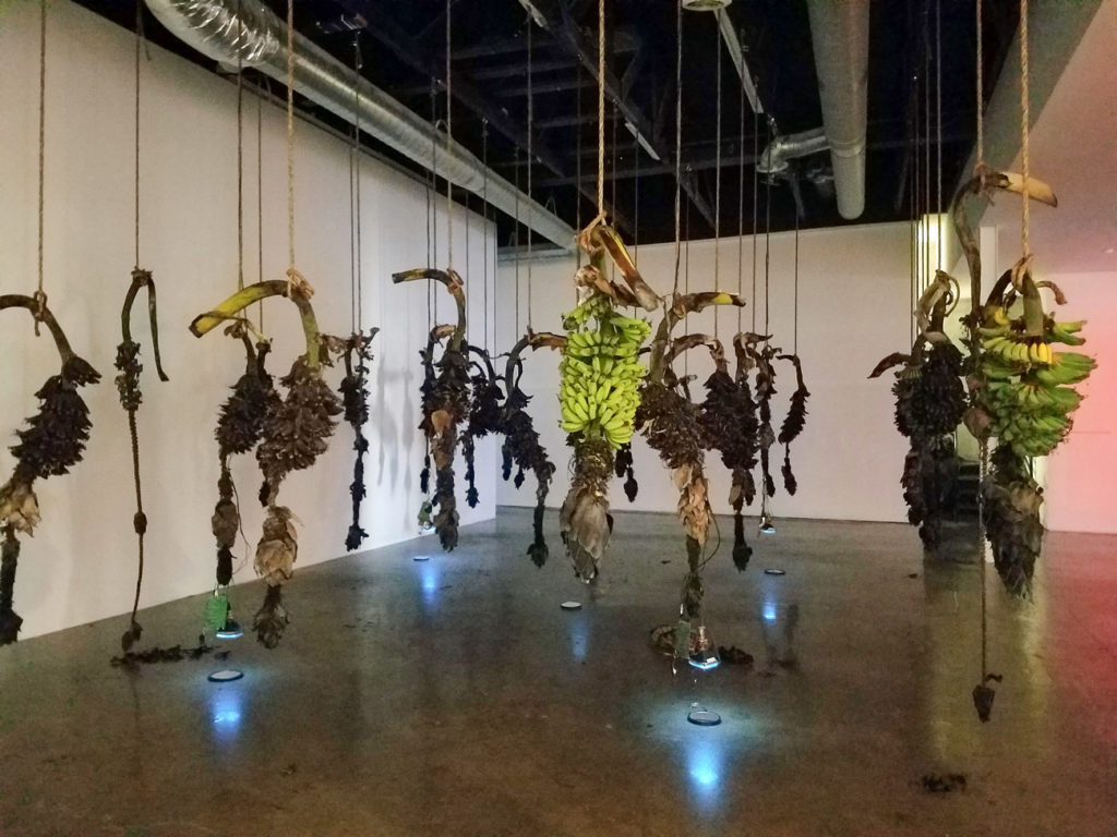 On Snakes, Spiders, and Bananas: The Flora and Fauna of PST: LA/LA ...