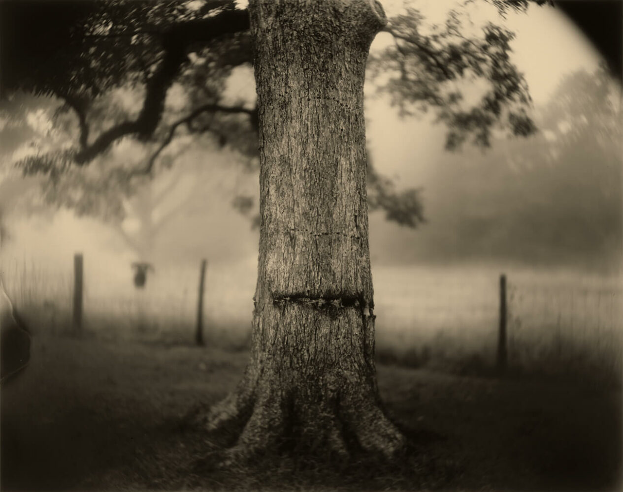 Angel of Uncertainty: A Conversation with Photographer Sally Mann ...