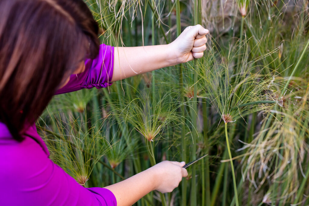 How to Turn Papyrus into Paper | Getty Iris